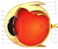 Uitleg over refractiechirurgie – Nederlands Oogheelkundig Gezelschap